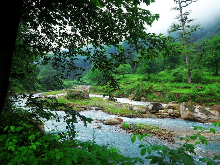 Most Beautiful Forests in Northern Iran